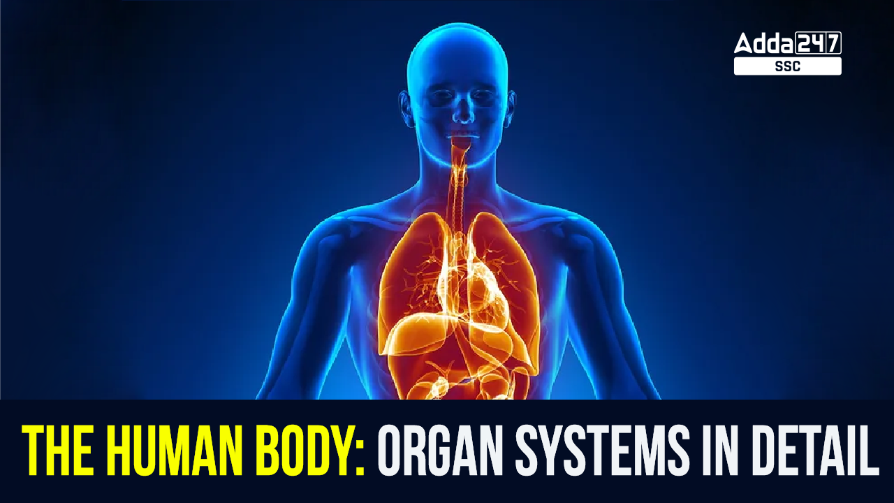 Human Organs System