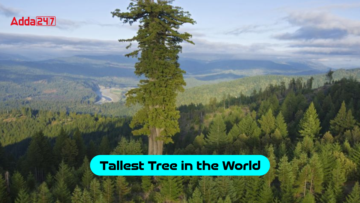 Tallest Tree In The World Redwood